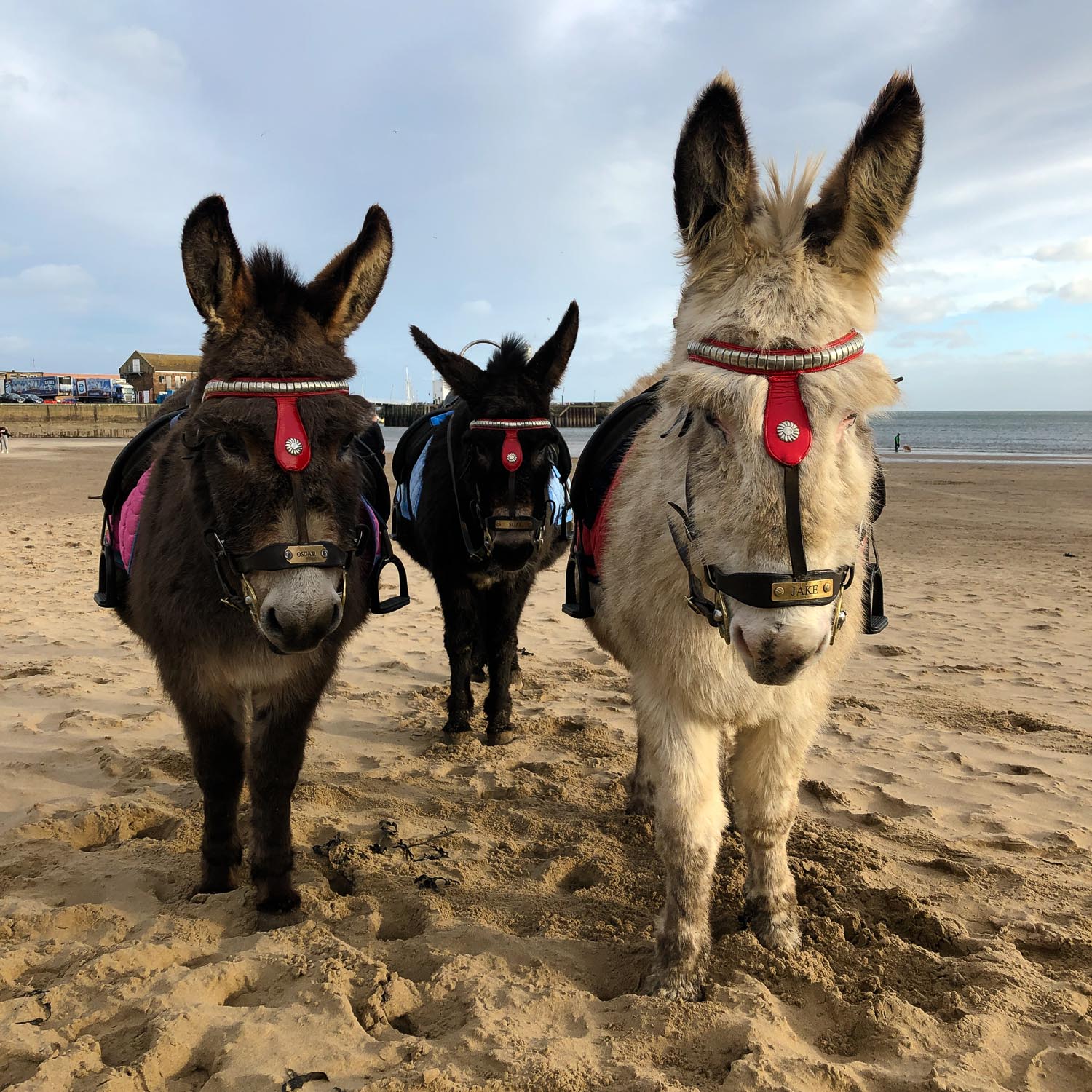 Seaside Donkey - Paula Duck Photographer